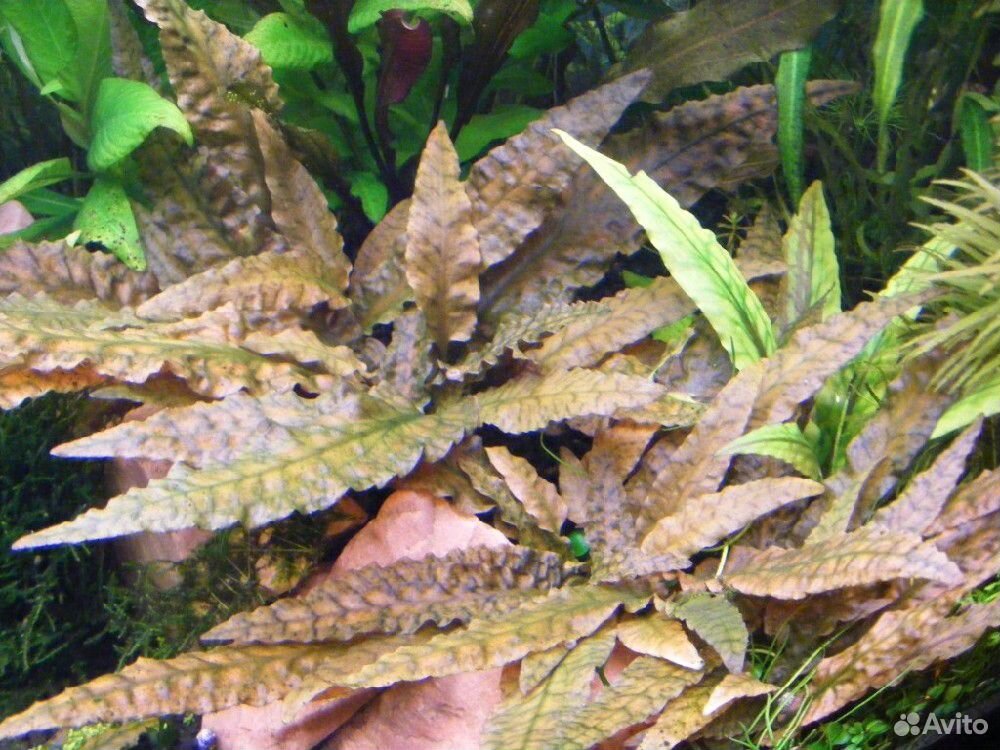 Криптокорина тропика (Cryptocorine Tropica)