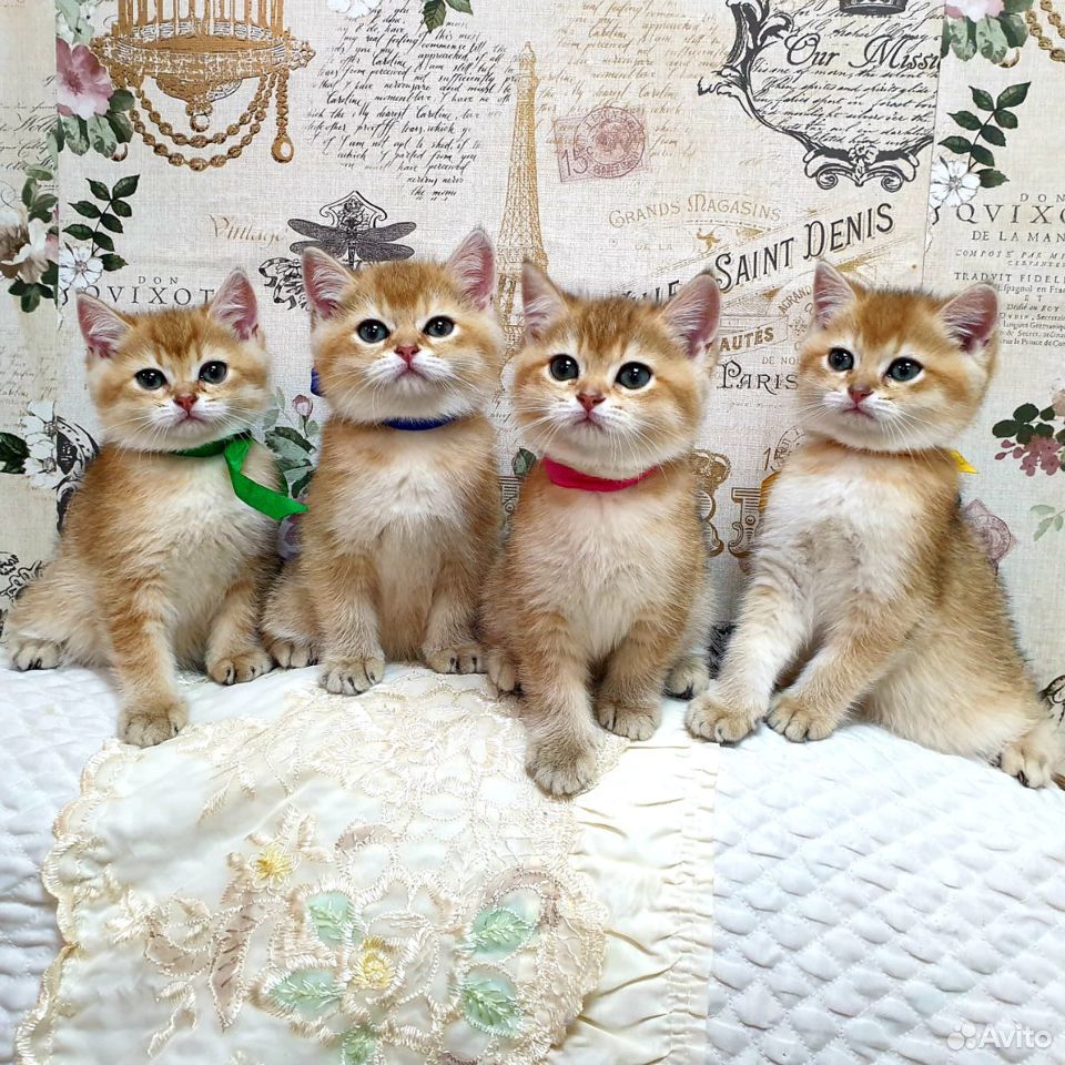 Три золотых богатыря и лапочка-девочка