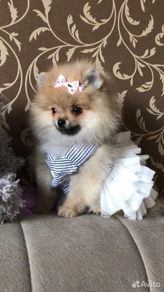 Шпиц Девочка Уилма