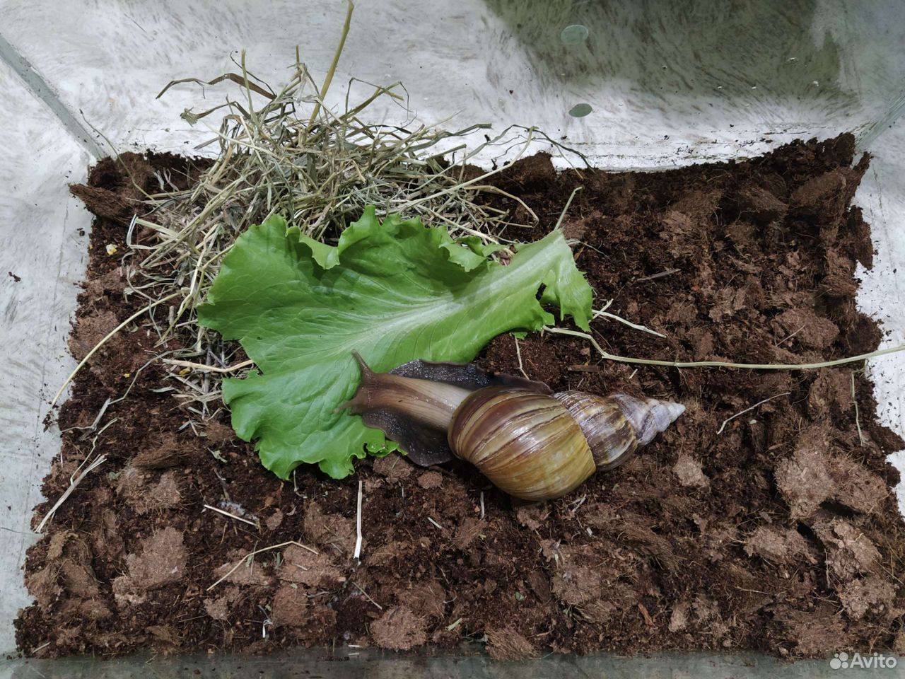 Улитка Ахатина с аквариумом