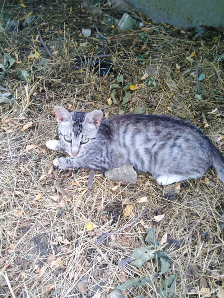 Чомба