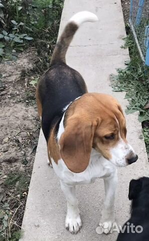 Эстонская гончая