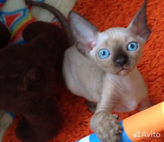 Эльф ф2 браш в любимцы