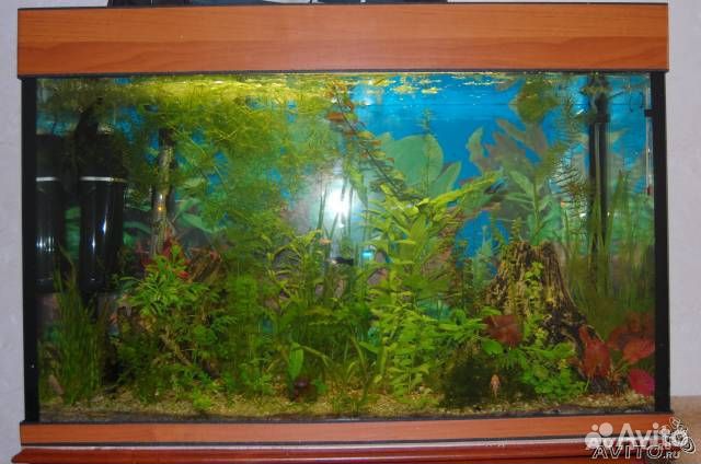 Набор растений на запуск