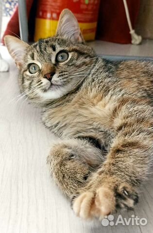 Окрас тигра характер плюшки