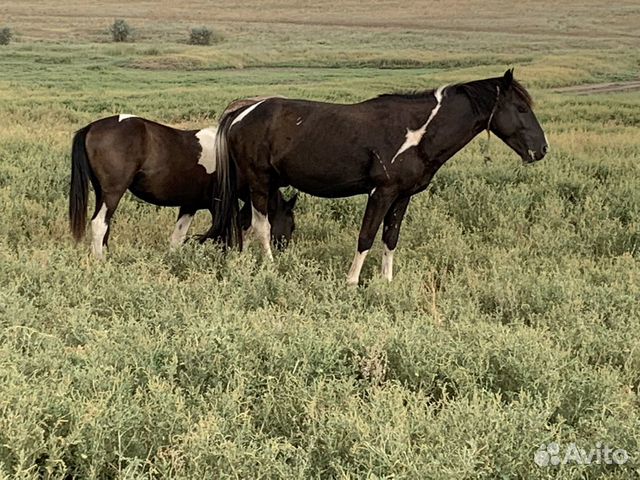 Продается жеребчик