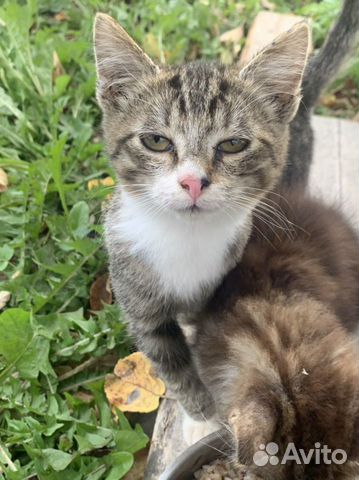 Европейская