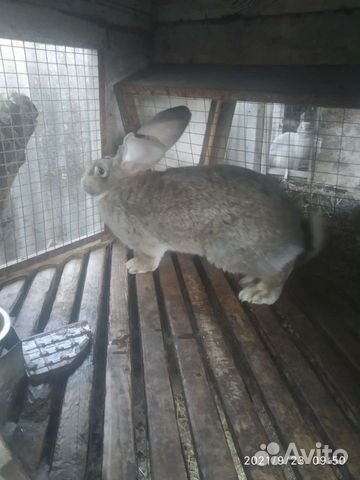 Кролики Фландр,Обер,калифорния