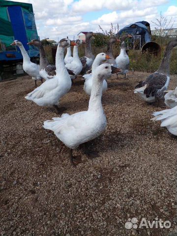 Продаю домашних гусей