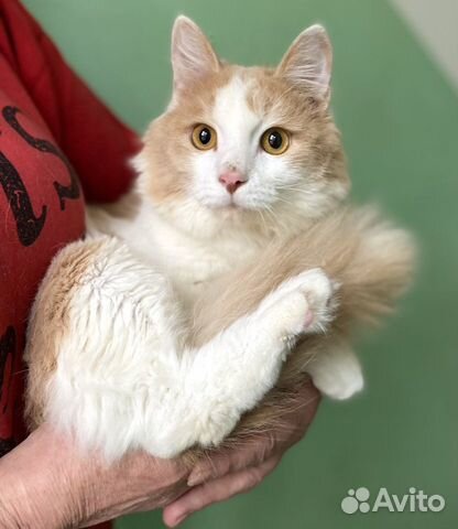 Невероятно мурчалистый котик подросток