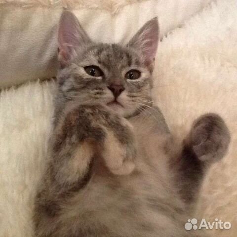 Кошечка котёнок