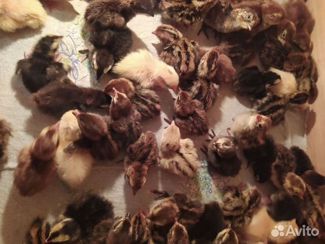 Перепёлочки