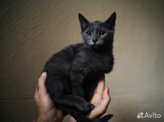 Добрый дымчатый котенок 2,5 мес