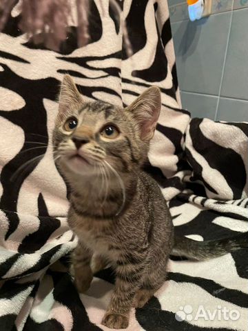 Котенок мальчик