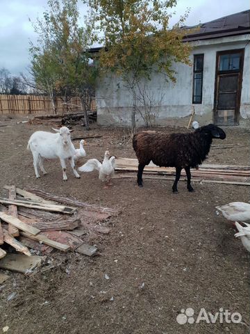 Эдельбаевские бараны