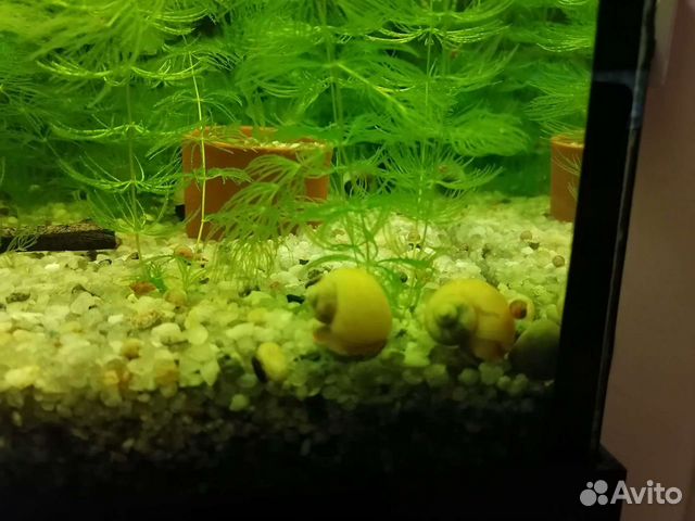 Улитки ампулярии