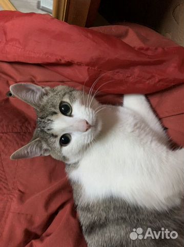 Котенок, малышка-ласкуша