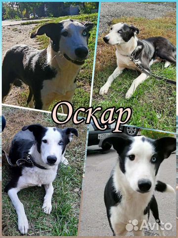 Необычайный красавец Оскар ищет дом
