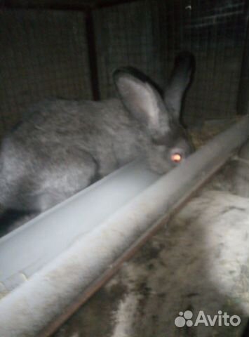 Кролики самцы
