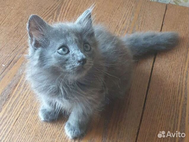 Котенок Лорд