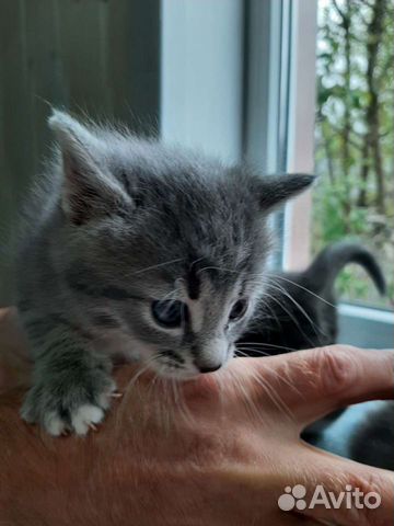 Котёнок
