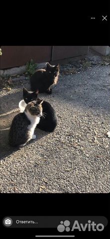 Котятушки ребятушки