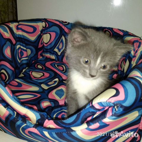 Котёнок