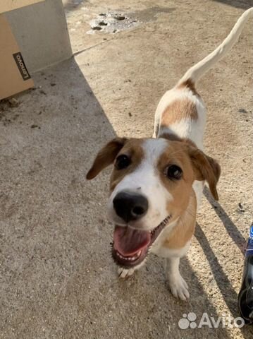 Двортерьер