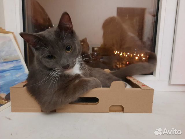 Отдам красавчика кота