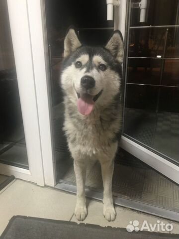 Сибирский хаски потеряшка