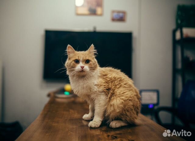 Интелегентный кот