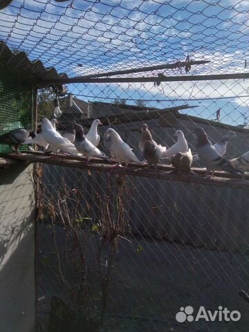 Продажа бакинских голубей