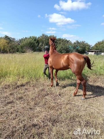 Продам жеребца
