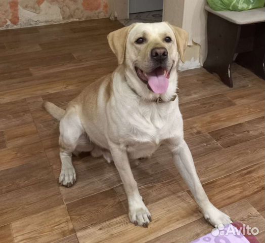 Вязка лабрадор