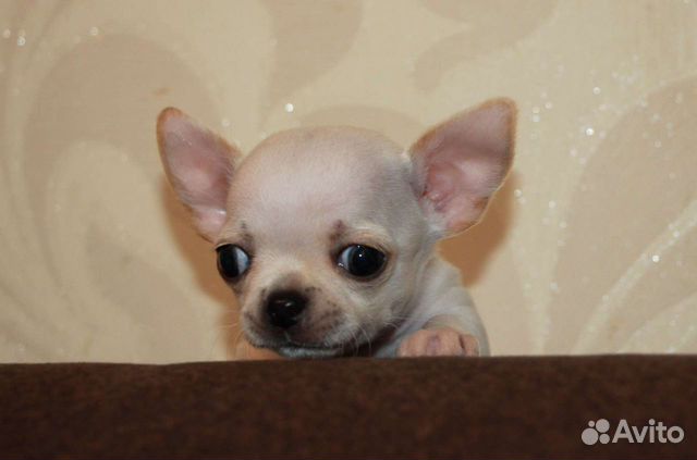 Натуральные блондин и зефирка чихуахуа