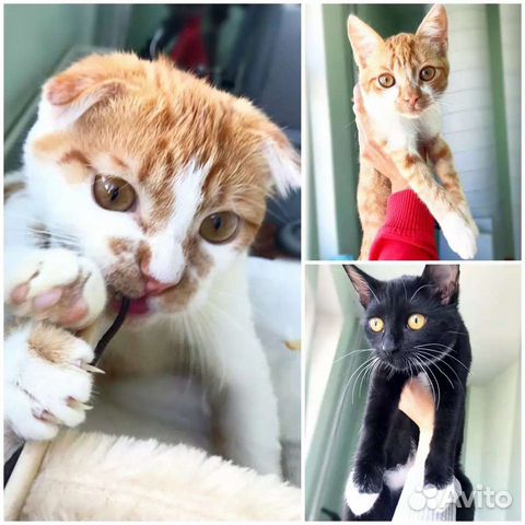 Котята, котёнок вислоухий мальчик в добрые руки