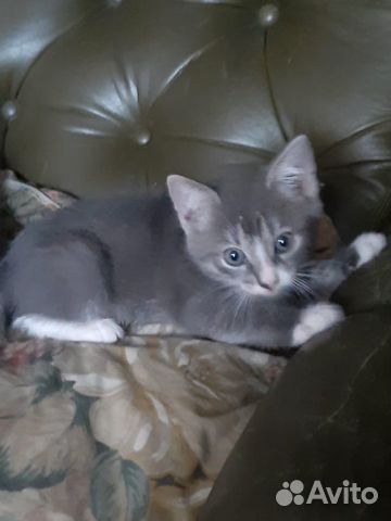 Славные котята от домашней кошечки в дар