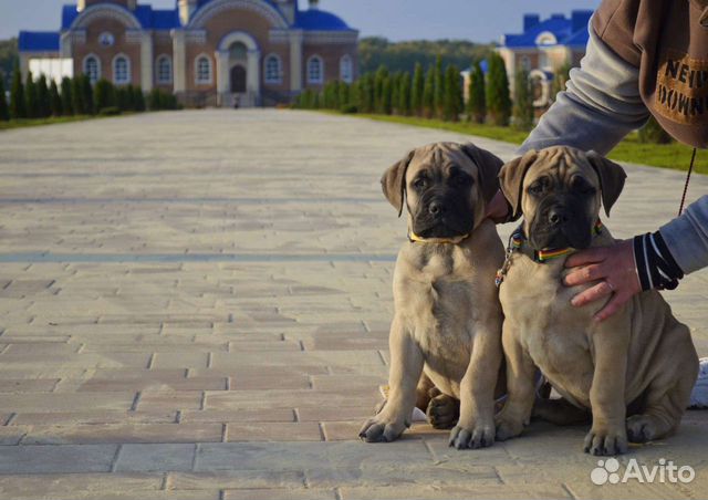 Кобели бульмастифы