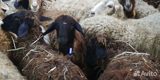 От 100 шт оптом бараны