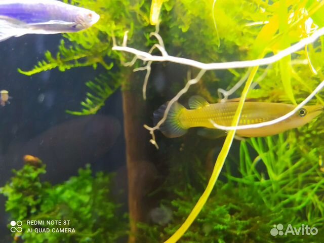 Рыбка бесплатно