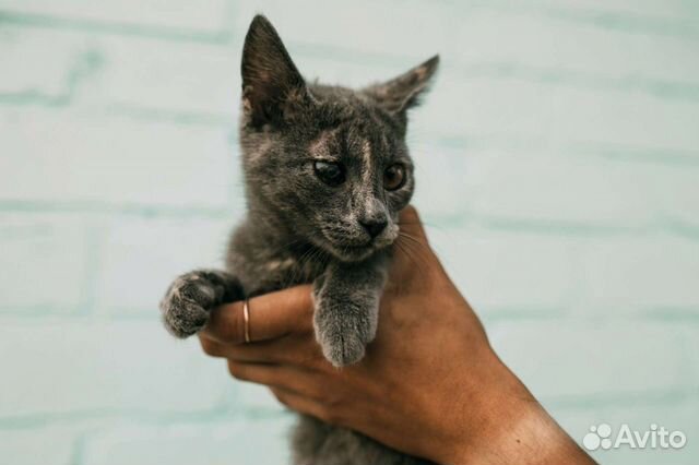 Котенок в добрые руки