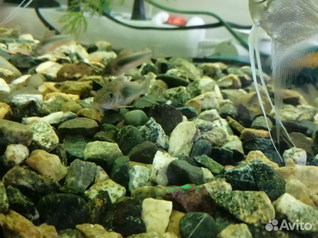 Сомики коридорасы