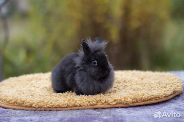 Девочка карликовый крольчонок