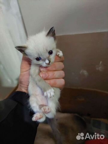 Тайские котята 1 месяц