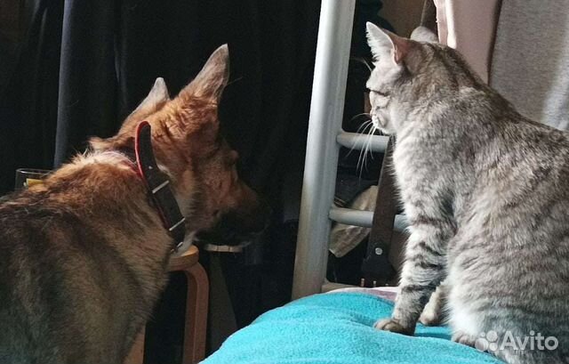 Лисёнок очень ищет дом