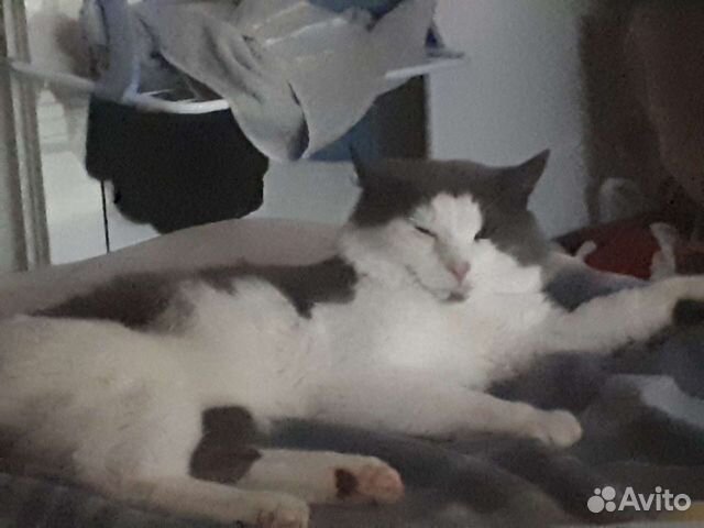 Котик в добрые руки