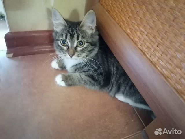 Котенок Патрисия