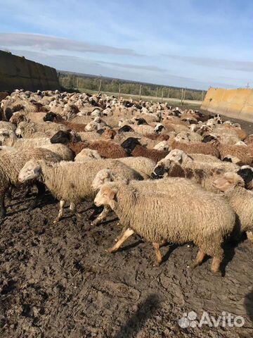 Ягнята ярки