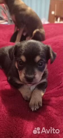 Той-терьер мама, папа небольшой песик