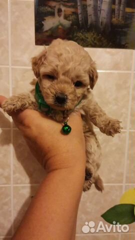 Мальтипу(тойпудель + мальтийская болонка)